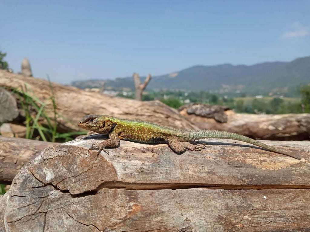 Northern Mesquite Lizard from Tlatlauquitepec, Pue., México on April 17 ...