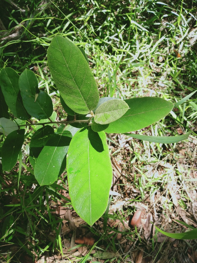 plants from Ashby NSW 2463, Australia on February 19, 2022 at 11:14 AM ...