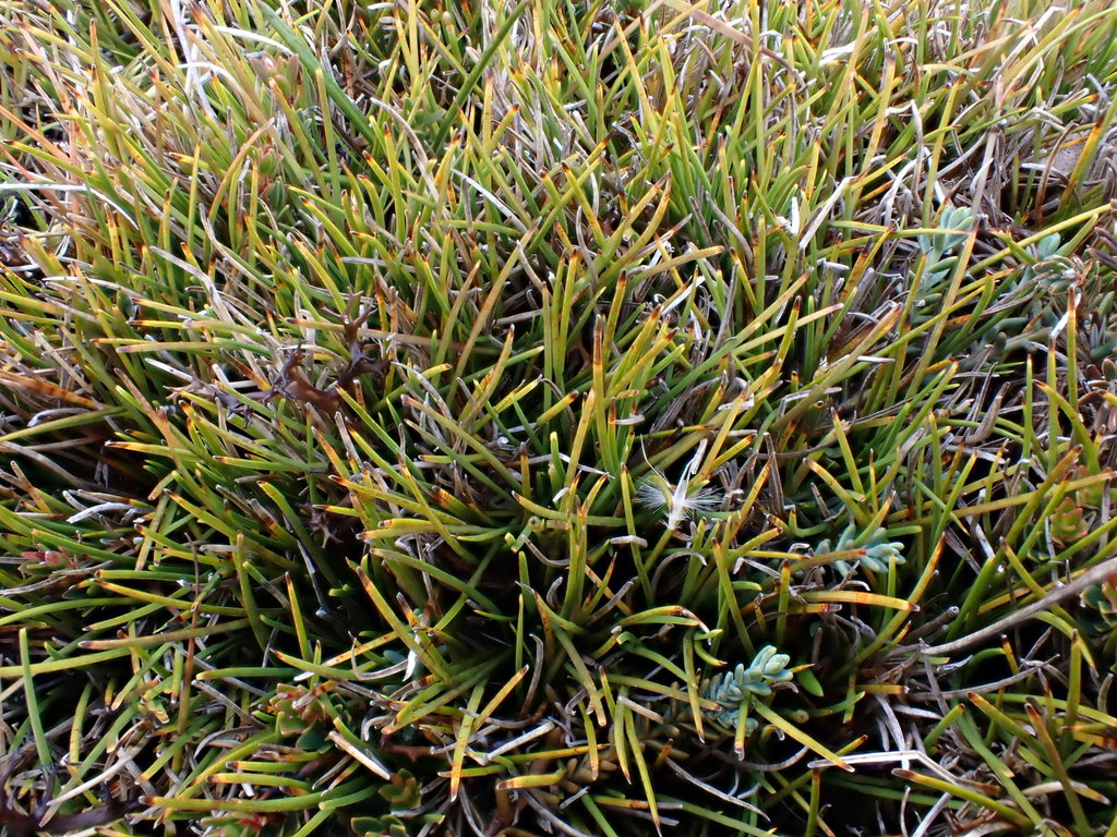 Oreobolus strictus from Bealey Valley Track, Arthur's Pass National ...