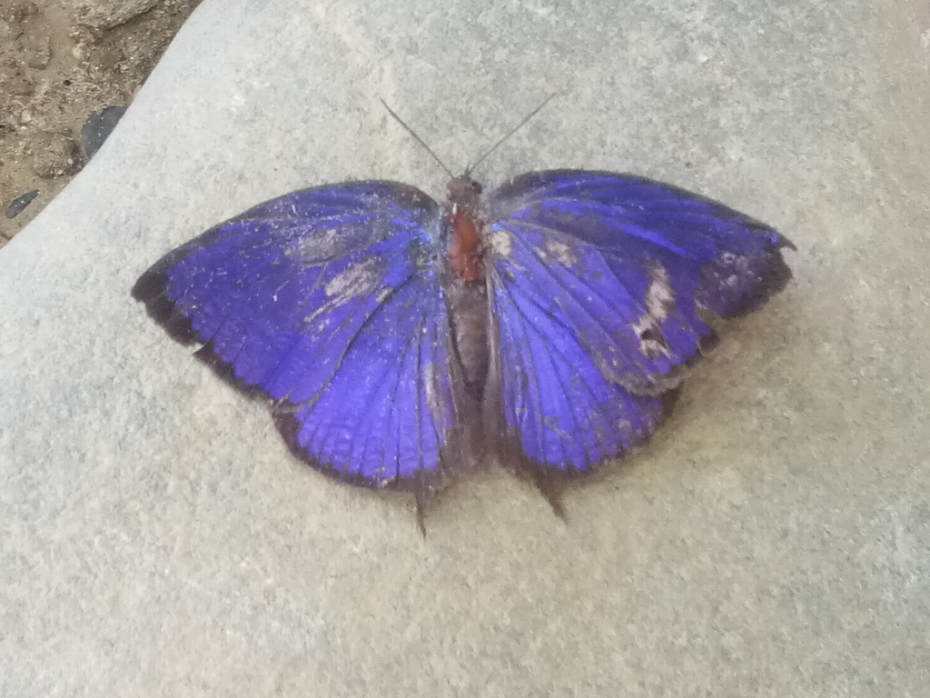 Oakblues in February 2022 by Temjen · iNaturalist