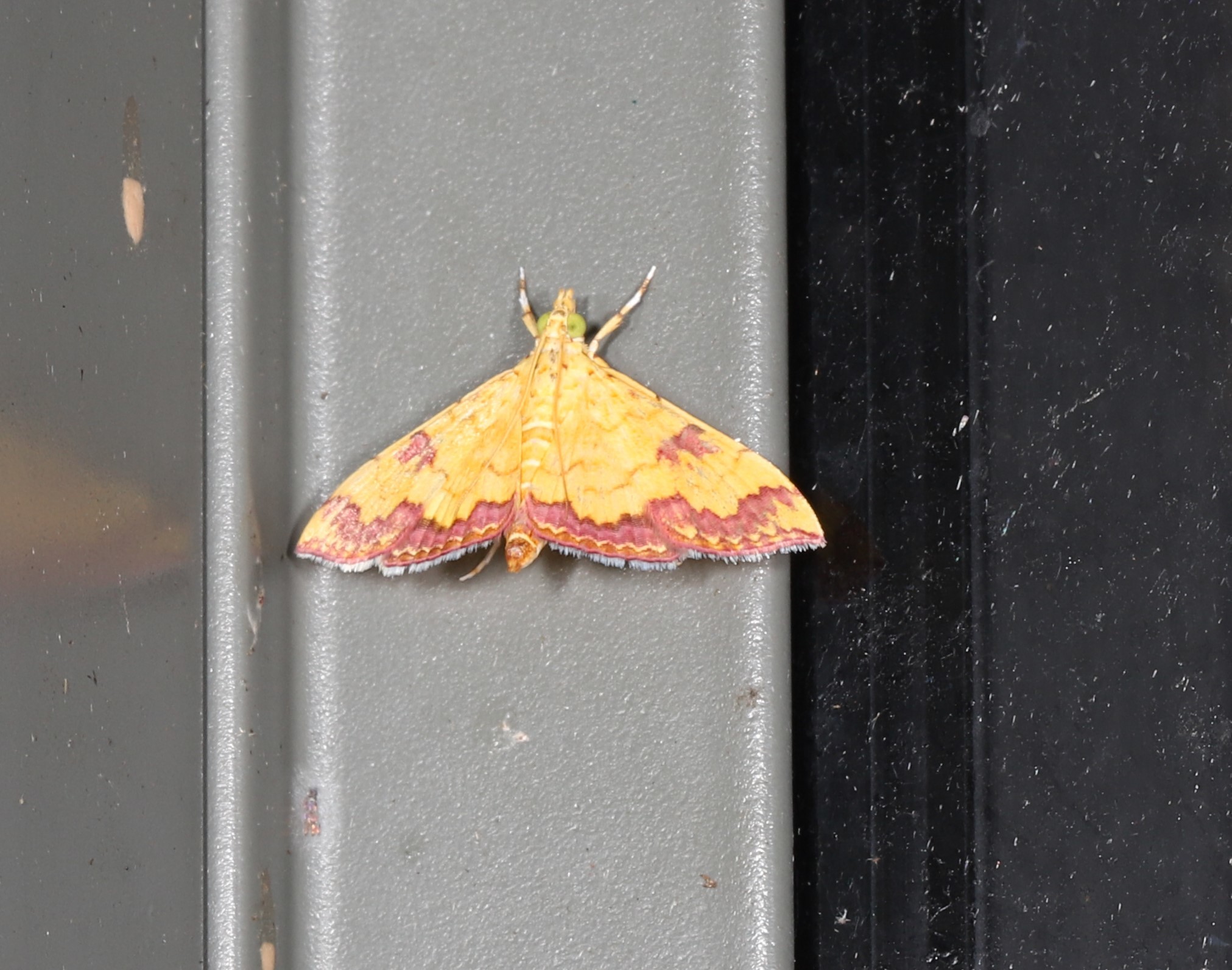 Isocentris filalis Guenée, 1854