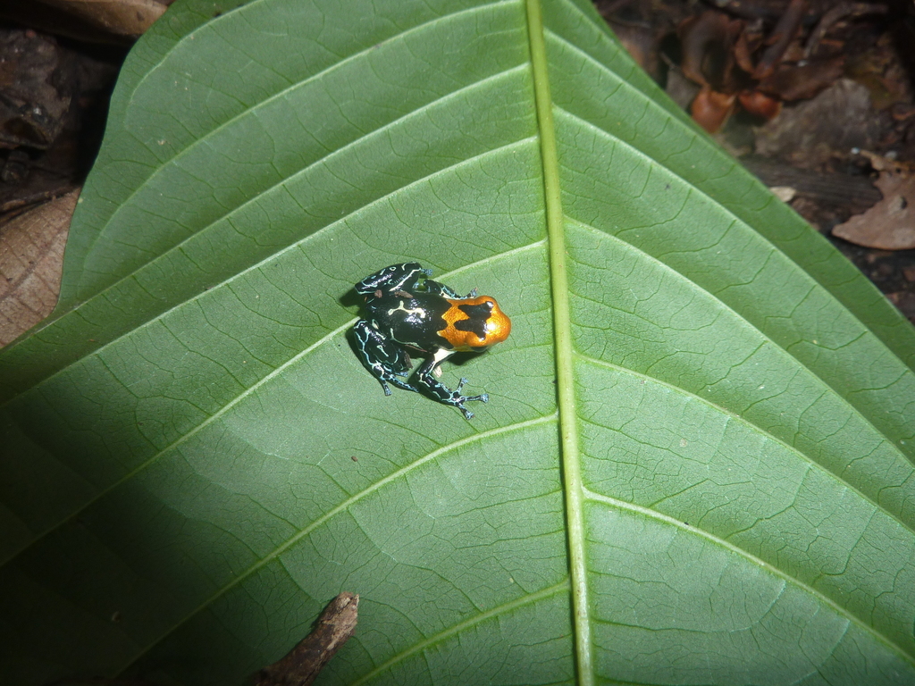Red-headed Poison Frog in July 2014 by Neil Rosser. Taken_by_RMP ...