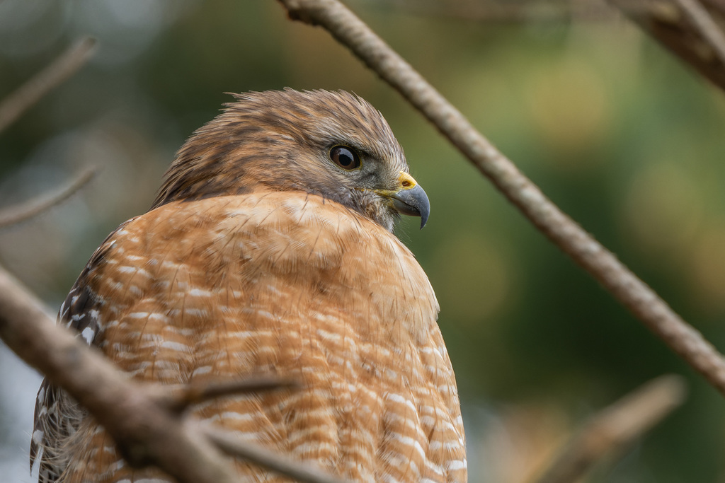 California Red-shouldered Hawk from Visitacion Valley, San Francisco ...