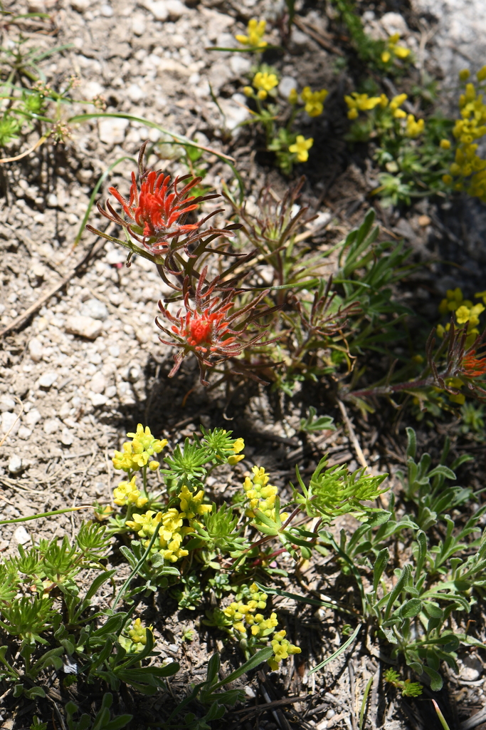 Coville's paintbrush from Custer County, ID, USA on June 20, 2021 at 10 ...