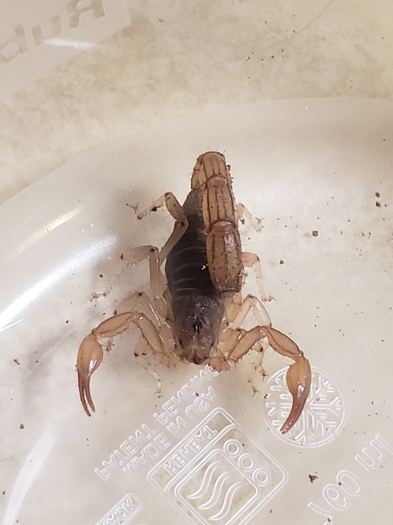 Stripe-tailed Scorpion from 600 - Classrooms, Kingman, AZ 86409, USA on ...