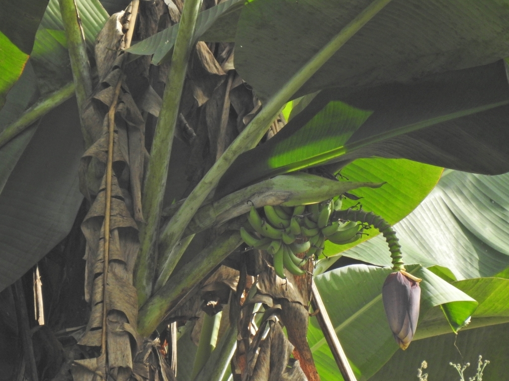 Musa acuminata siamea from Vientiane Province, Laos on February 19 ...