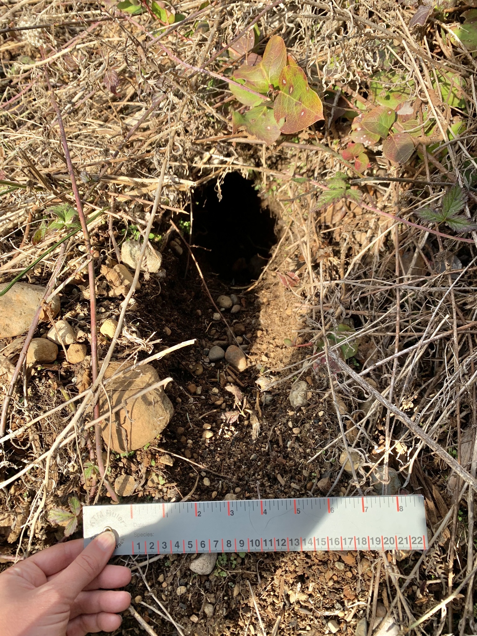 Aplodontia rufa (Rafinesque, 1817)