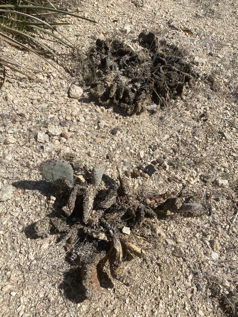 Short-joint Beavertail Pricklypear in February 2022 by Susan Fawcett ...