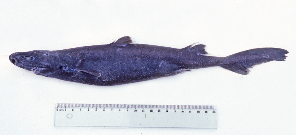 Lantern Sharks (Etmopterus) - Marine Life Identification