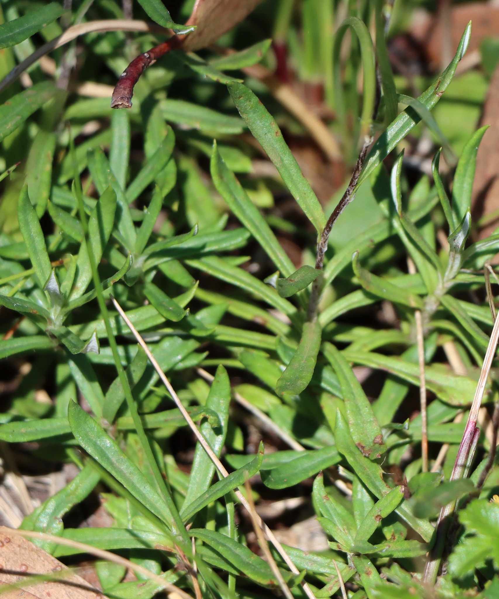 Leptorhynchos squamatus (Labill.) Less.