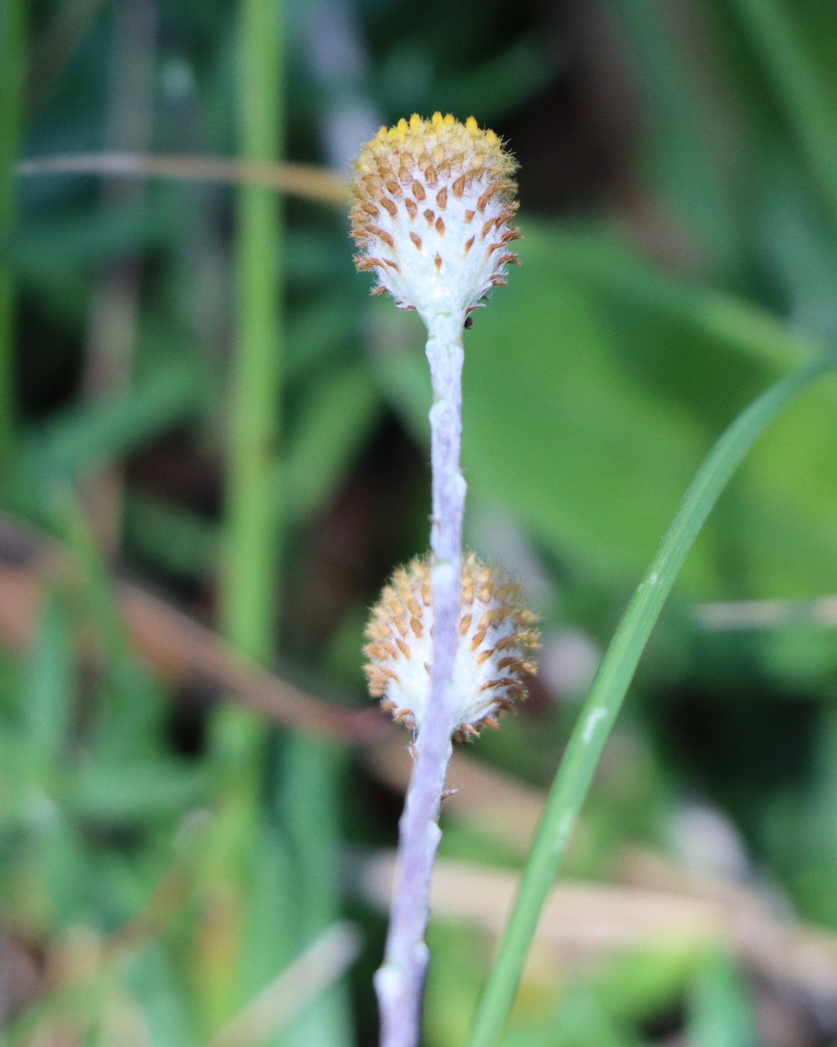 Leptorhynchos squamatus (Labill.) Less.
