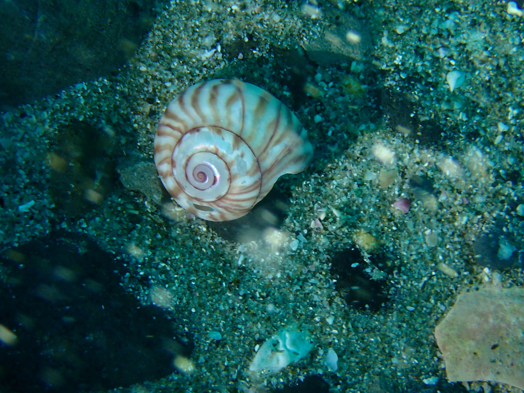 Zethalia zelandica (Hombron & Jacquinot, 1848)