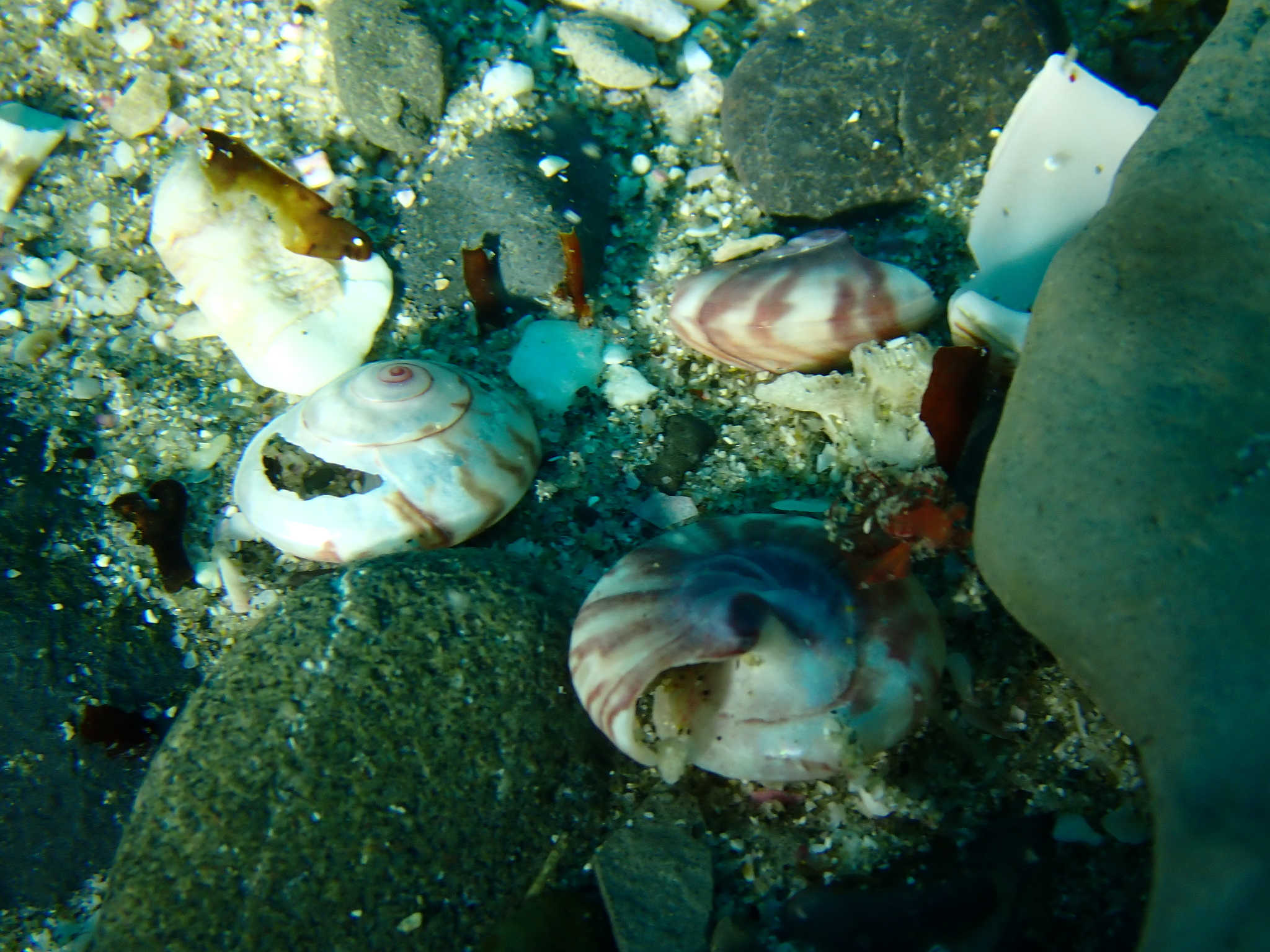 Zethalia zelandica (Hombron & Jacquinot, 1848)