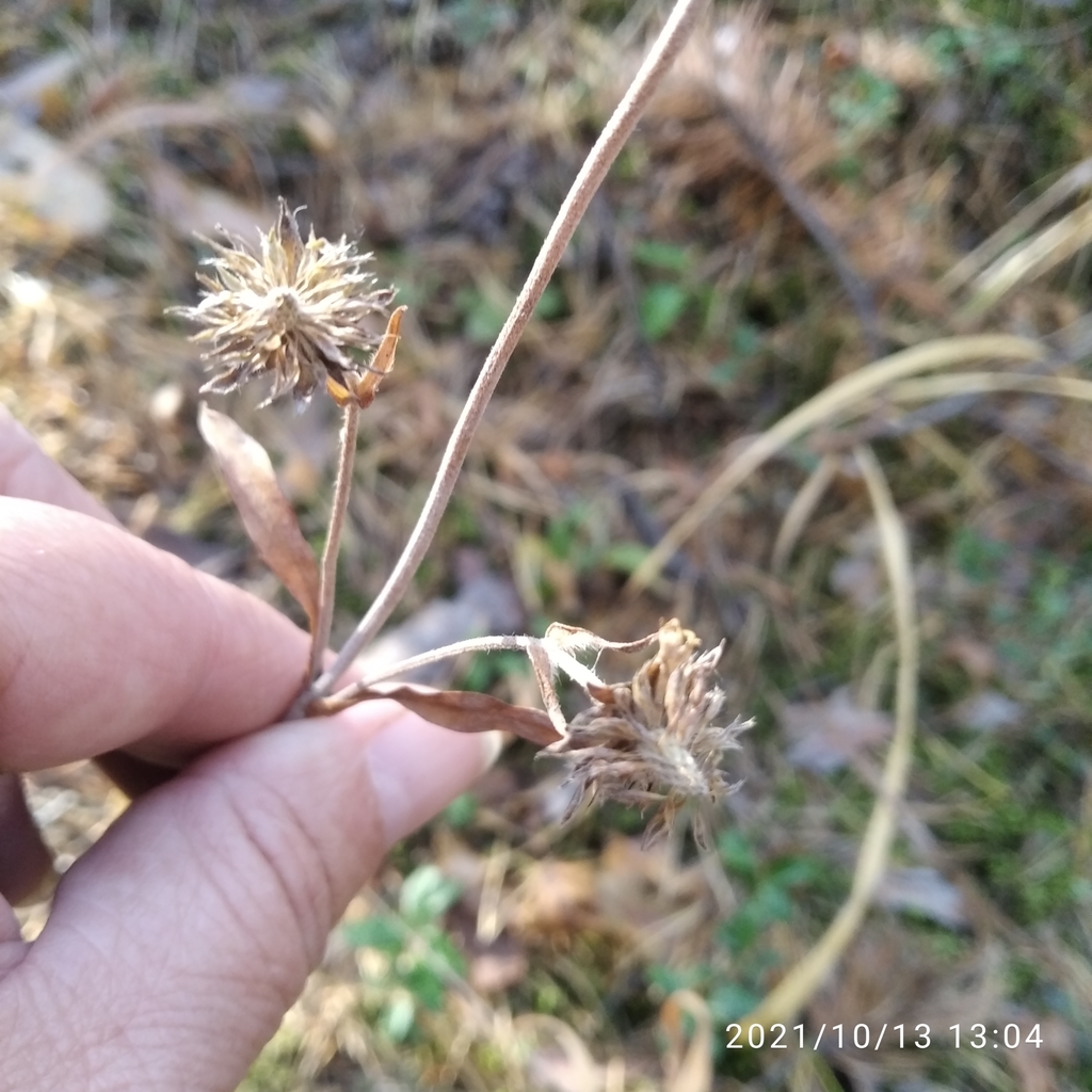 Devil's-bit Scabious from Berezovskiy gorsovet, RU-SV, RU on October 13 ...