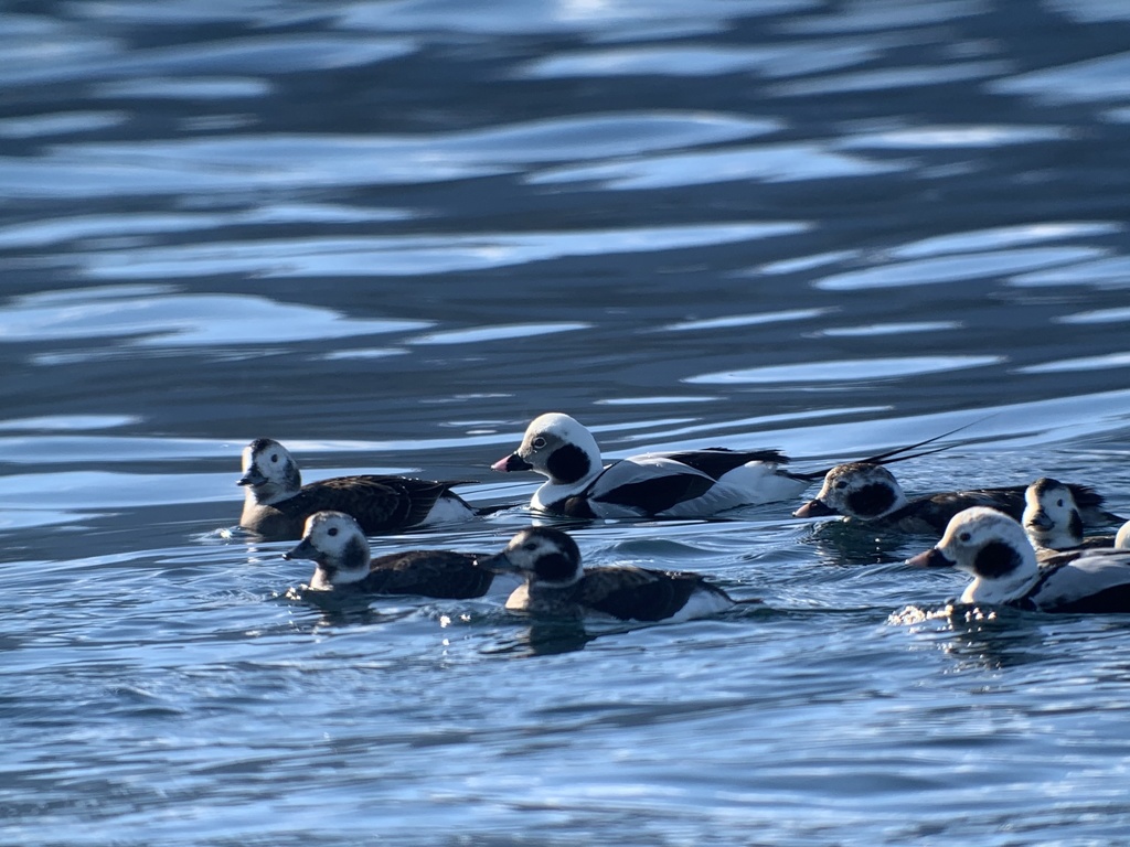 Long-tailed Duck from North Pacific Ocean, Nanaimo, BC, CA on February ...
