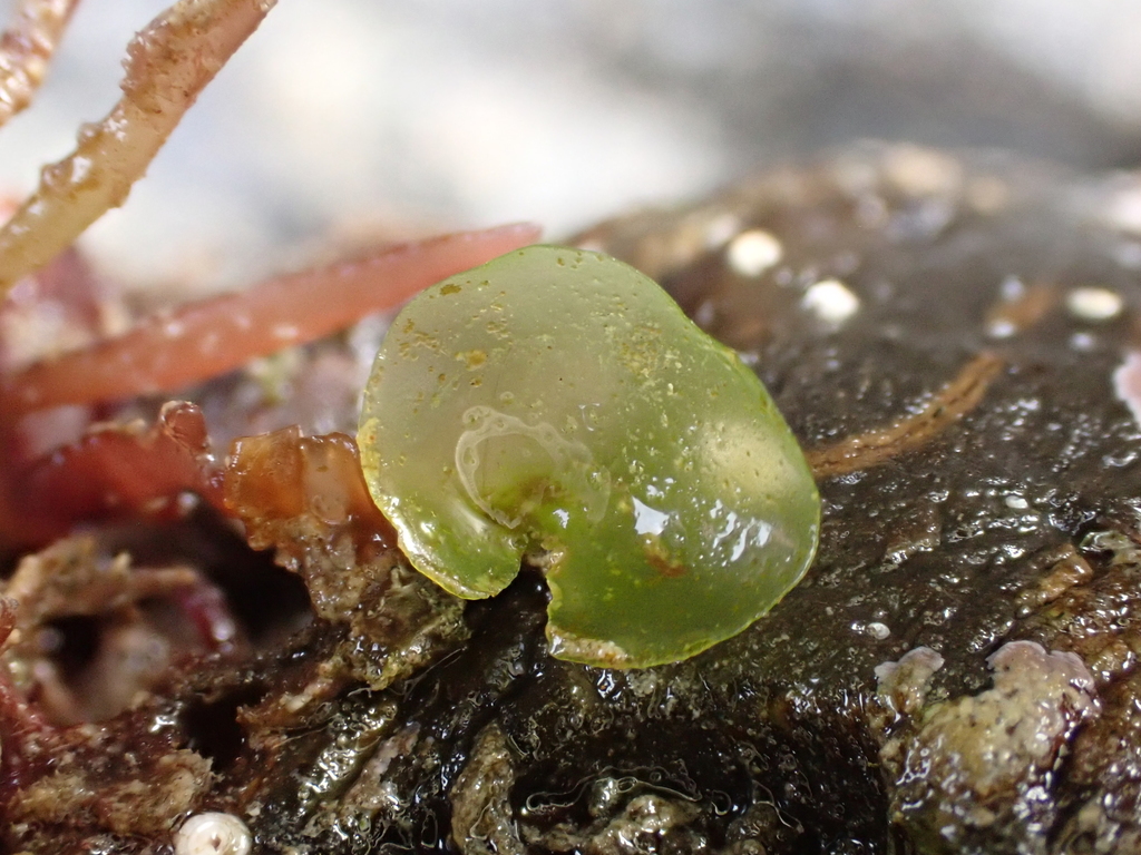 Ulva laetevirens from Omaha Cove, Leigh, Auckland, New Zealand on ...