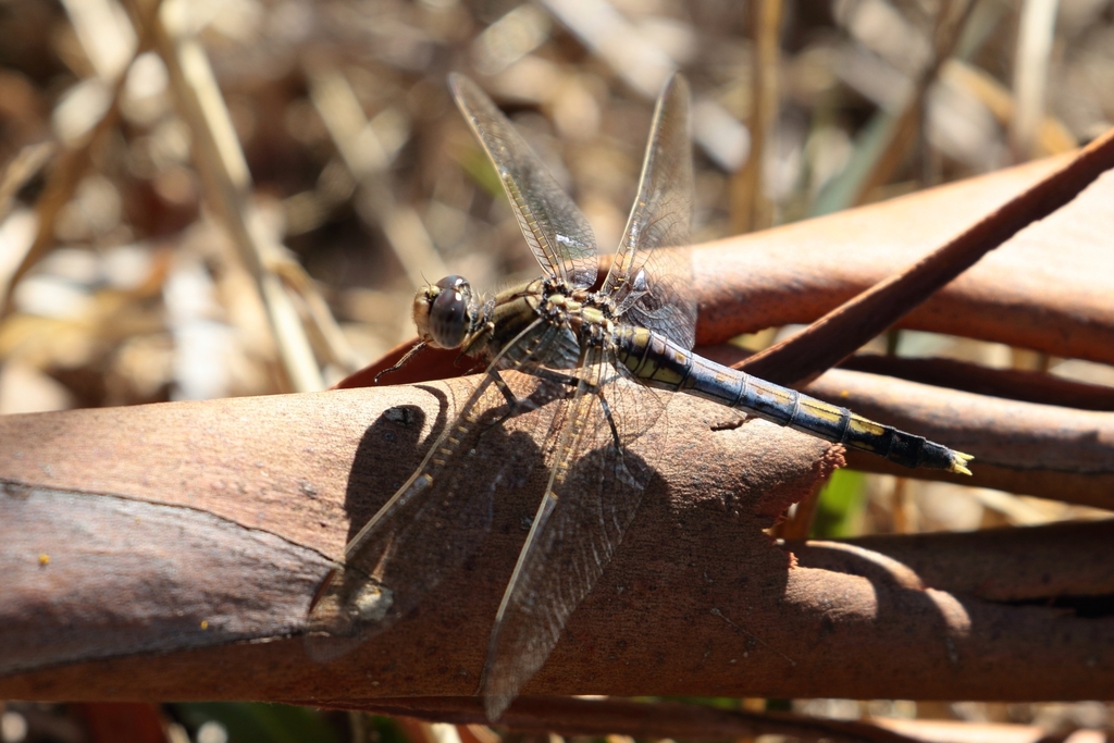 Blue Skimmer from Drummond VIC 3461, Australia on February 21, 2022 at ...