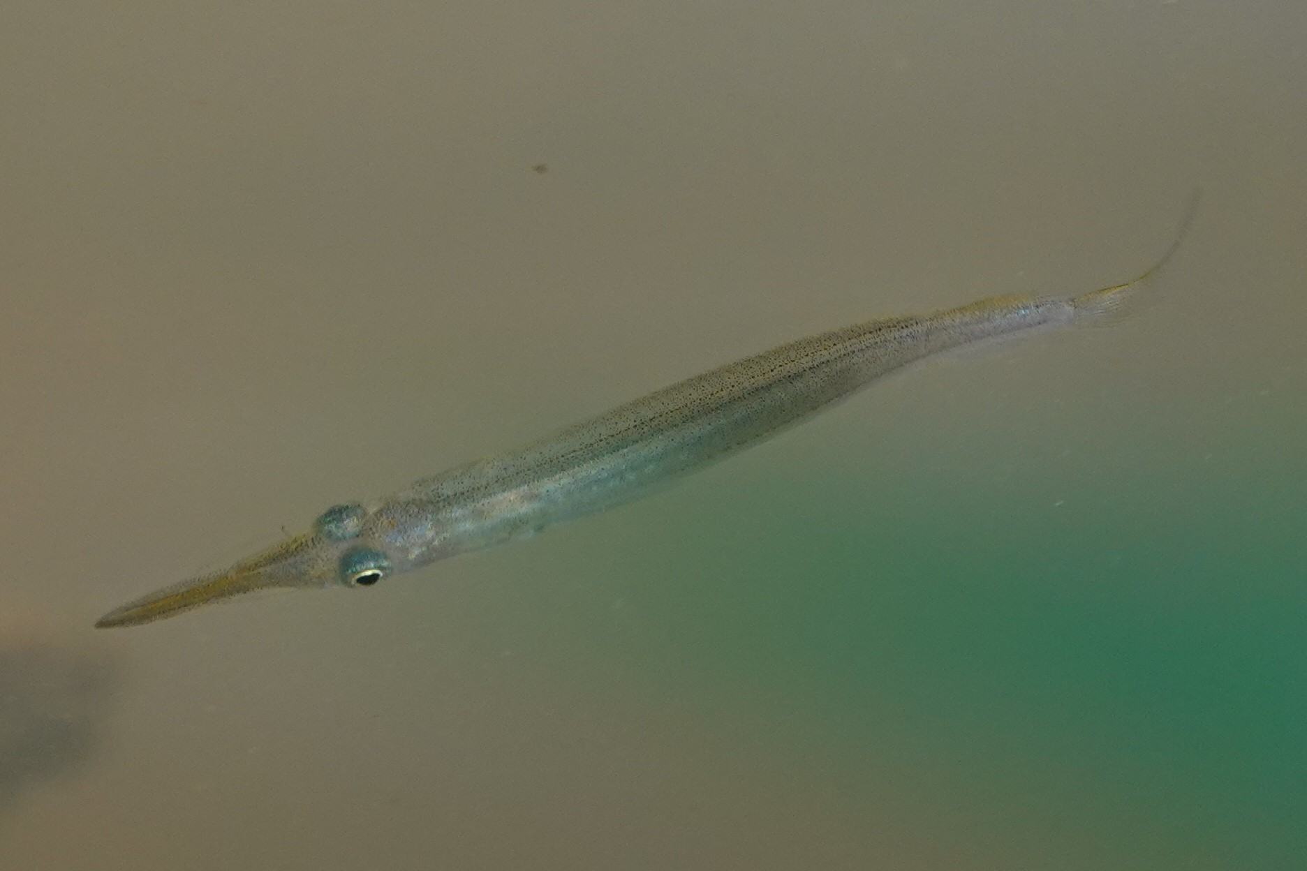 Dermogenys collettei Meisner, 2001