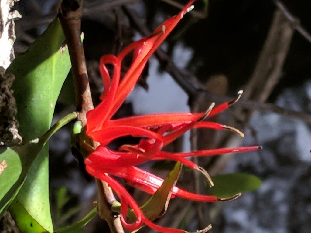 Scarlet mistletoe in February 2022 by Gregory · iNaturalist