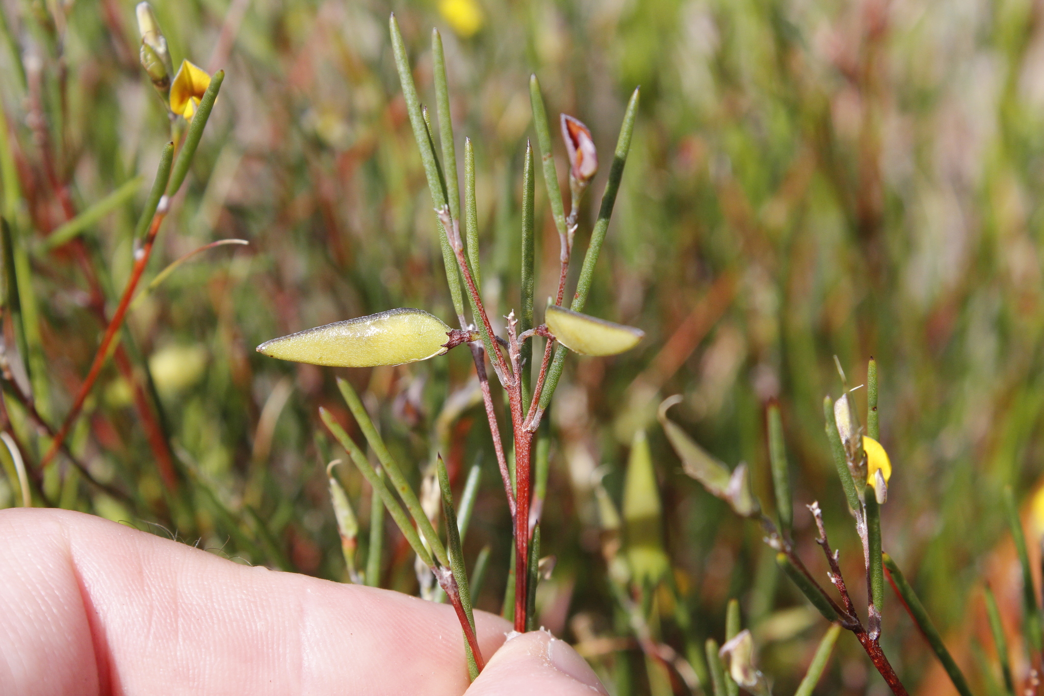 Aspalathus linearis (Burm.f.) R.Dahlgren