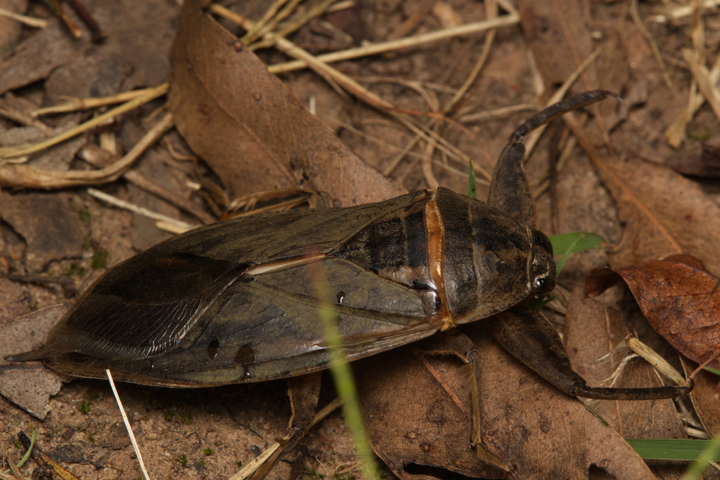 Australian-Asian Giant Water Bug in February 2022 by Nigel Main ...