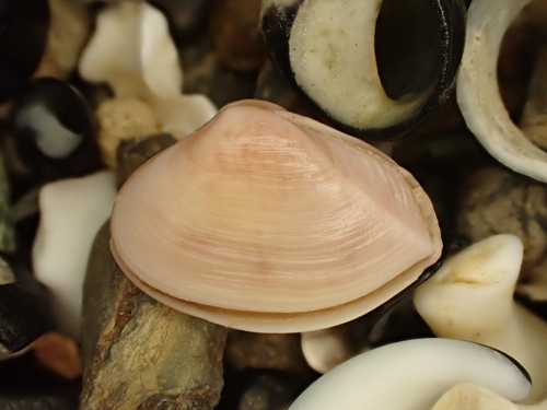 Corbula zelandica · iNaturalist