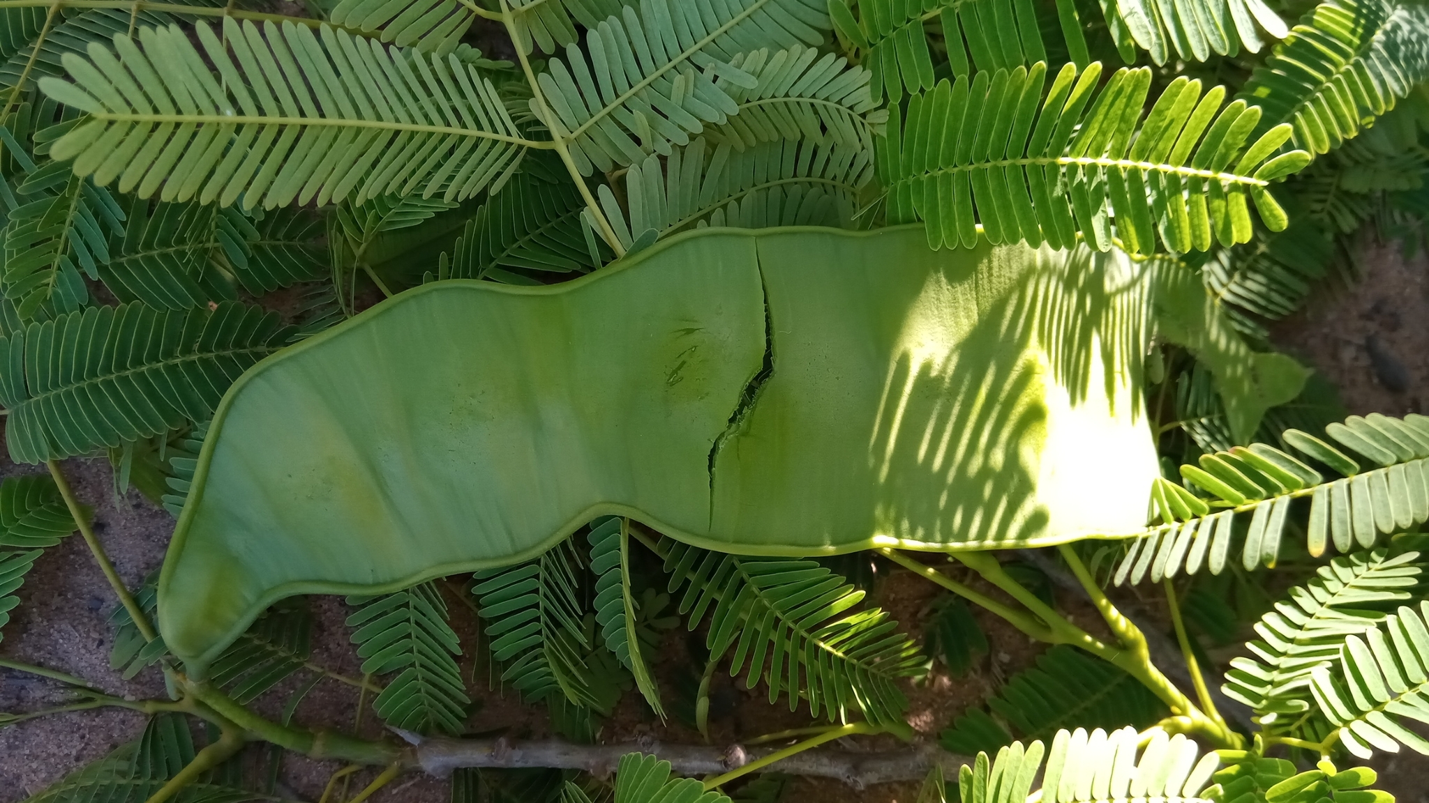 Entada chrysostachys (Benth.) Drake