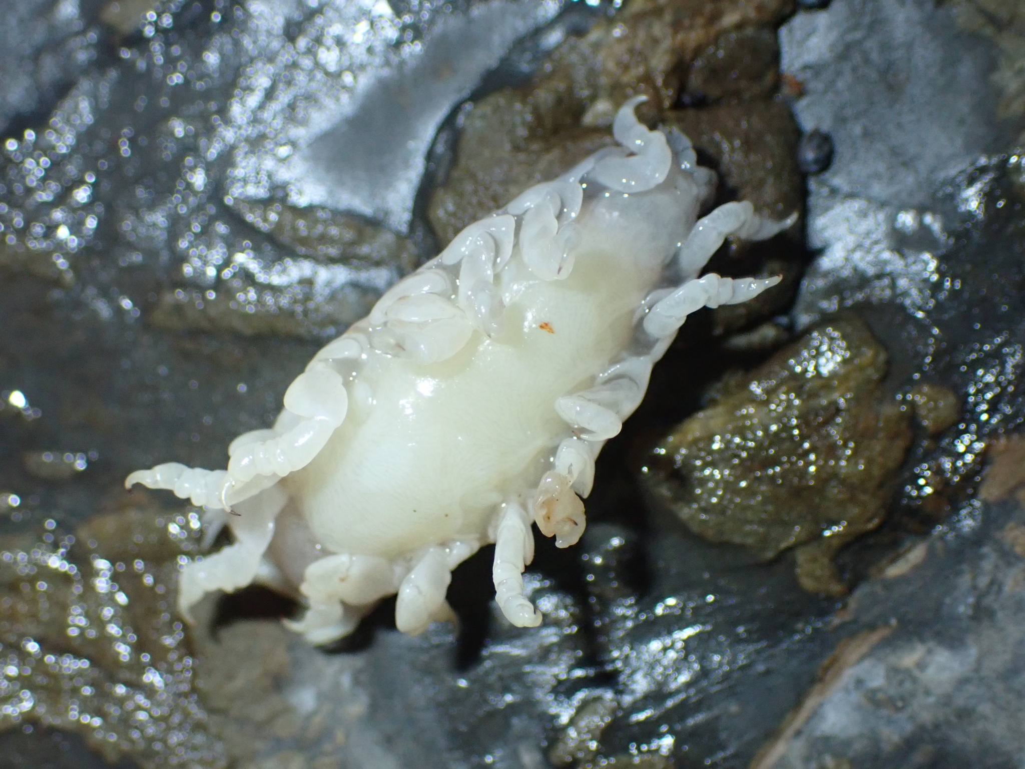 Ceratothoa Dana, 1852