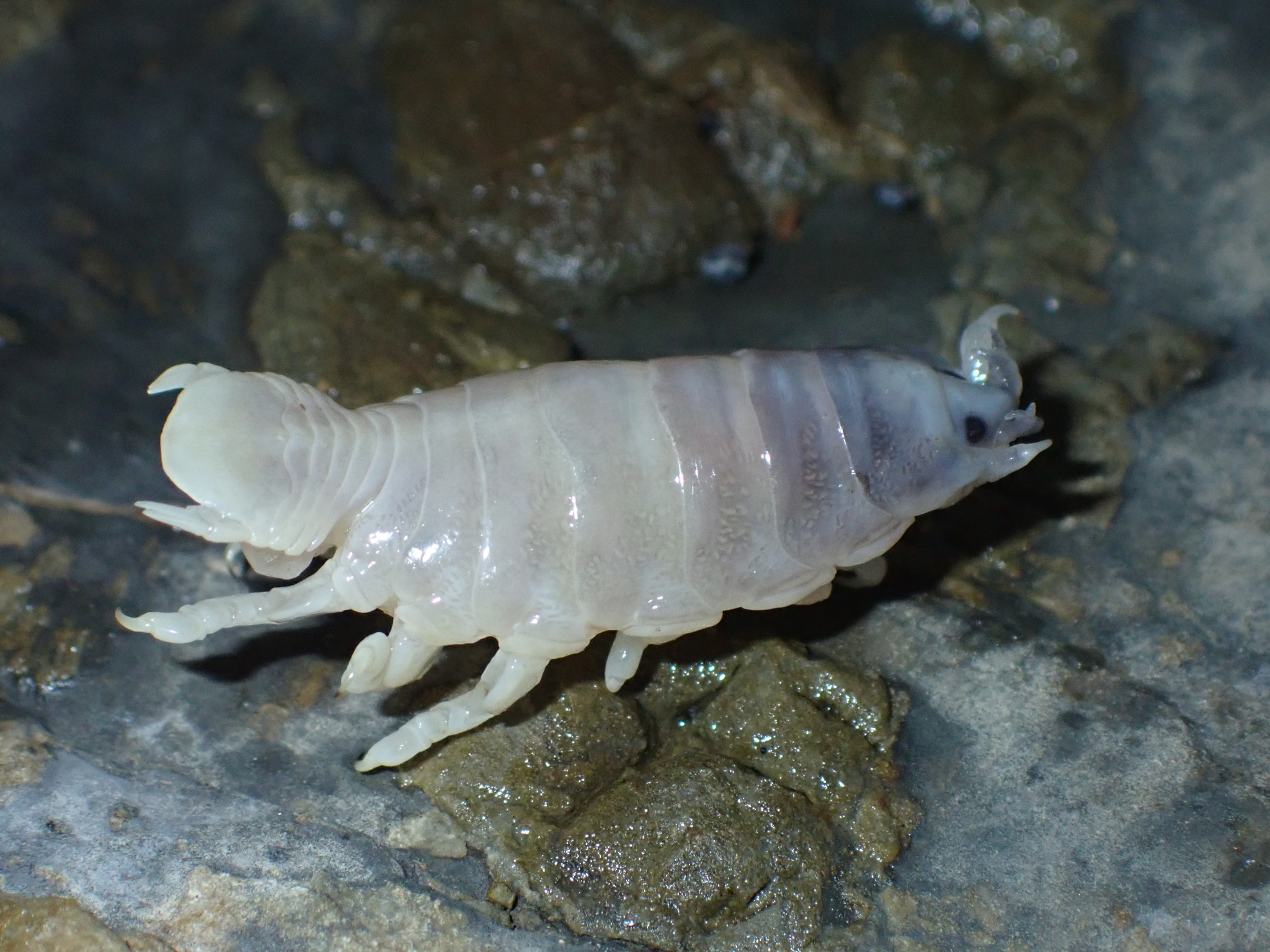 Ceratothoa Dana, 1852