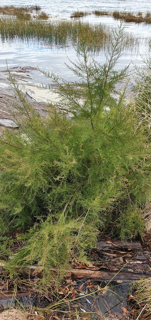 African Tamarisk from Tāhunanui, Nelson 7011, New Zealand on February ...