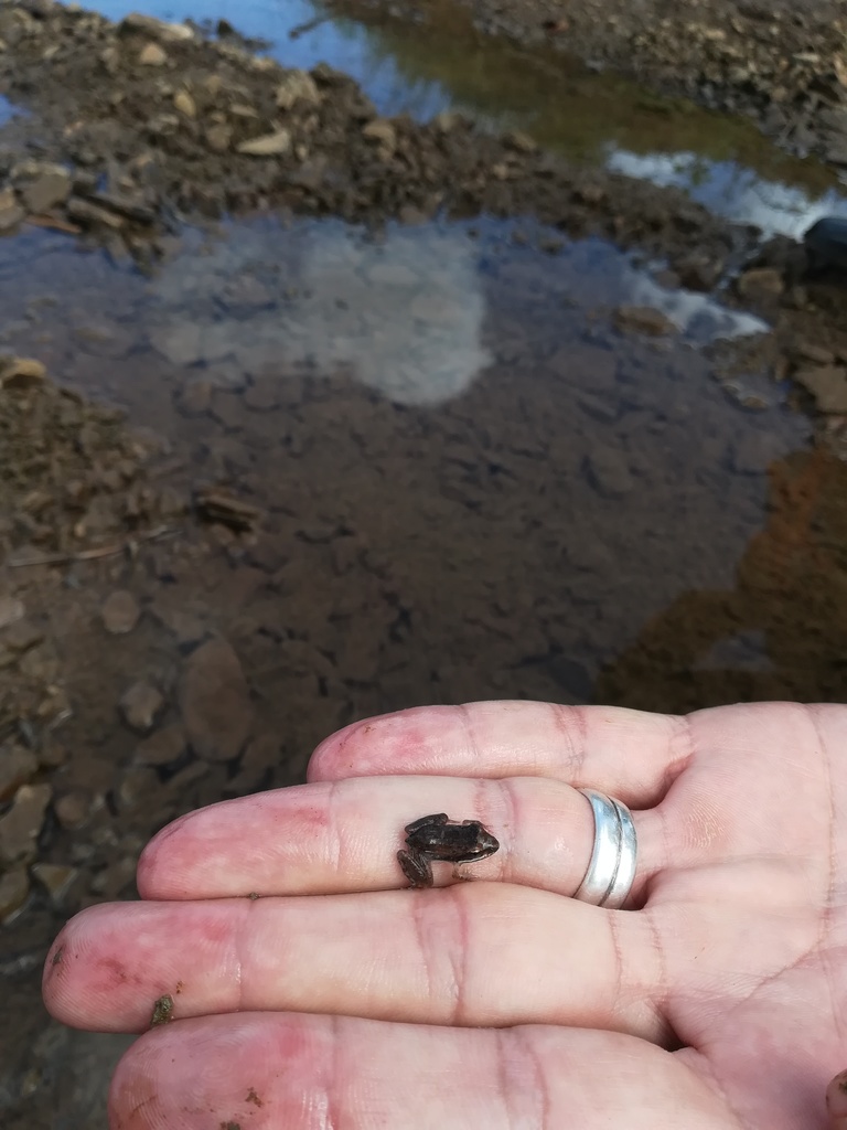 Frogs and Toads from Kazungula, Southern, Zambia on February 08, 2022 ...