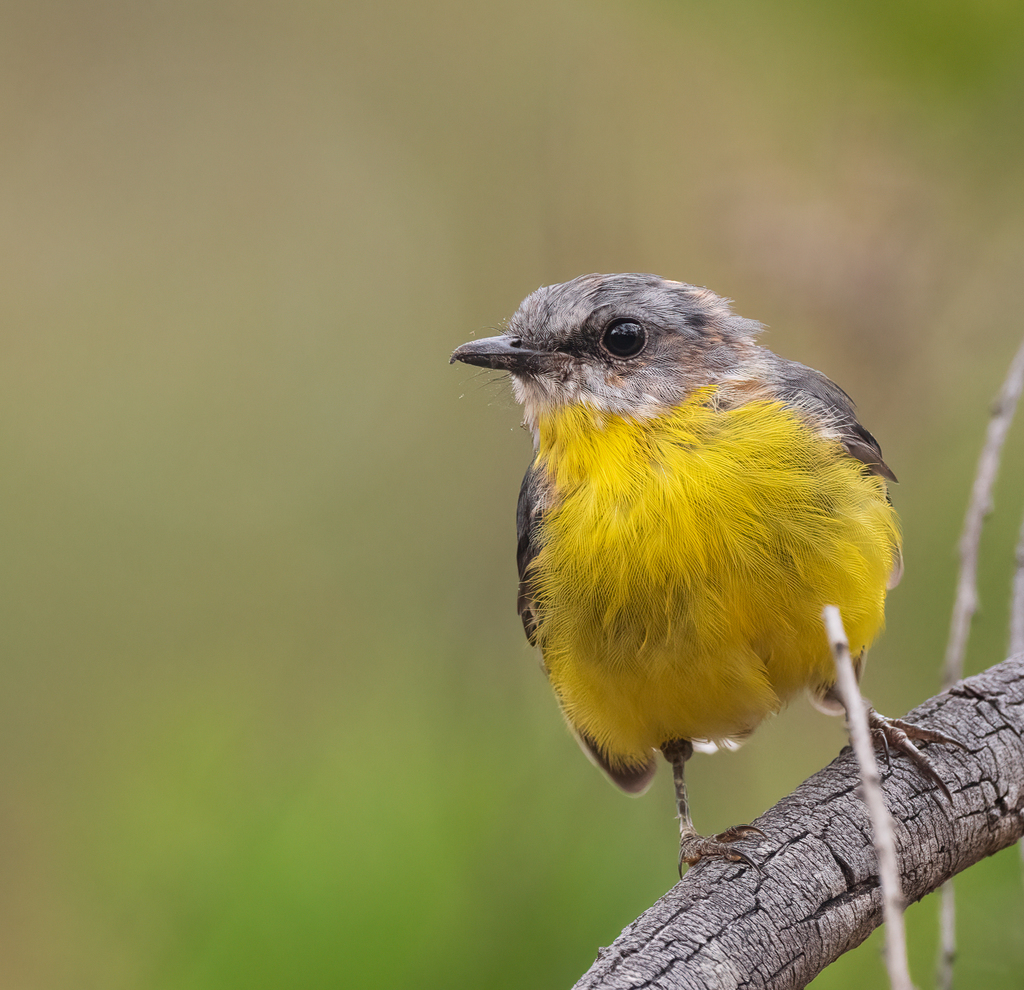 Eastern Yellow Robin from 360 Linton-Piggoreet Rd, Happy Valley VIC ...