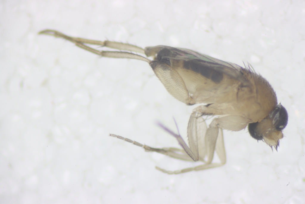 Humpbacked Flies from มหาวิทยาลัยจุฬาลงกรณ์ 2 เขตปทุมวัน กรุงเทพมหานคร ...