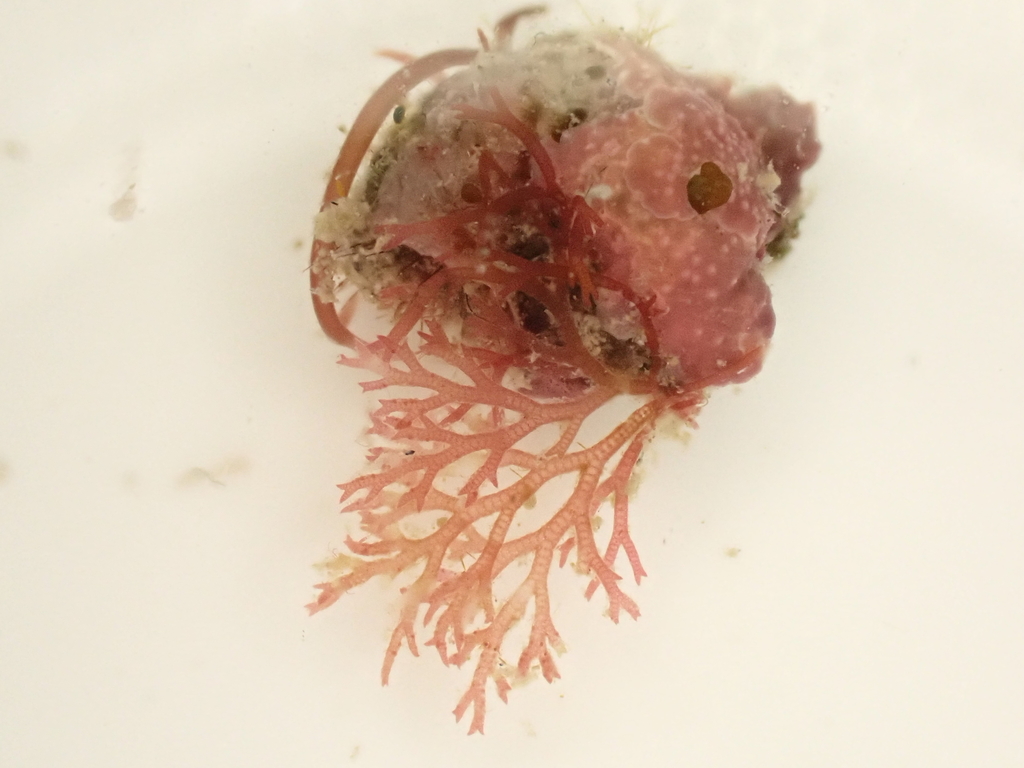 red algae from Omaha Cove, Leigh, Auckland, New Zealand on February 20 ...