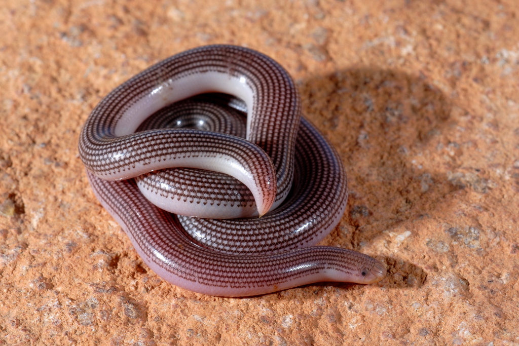 Socotra Worm Snake from Sokotra on January 7, 2008 at 10:22 AM by ...