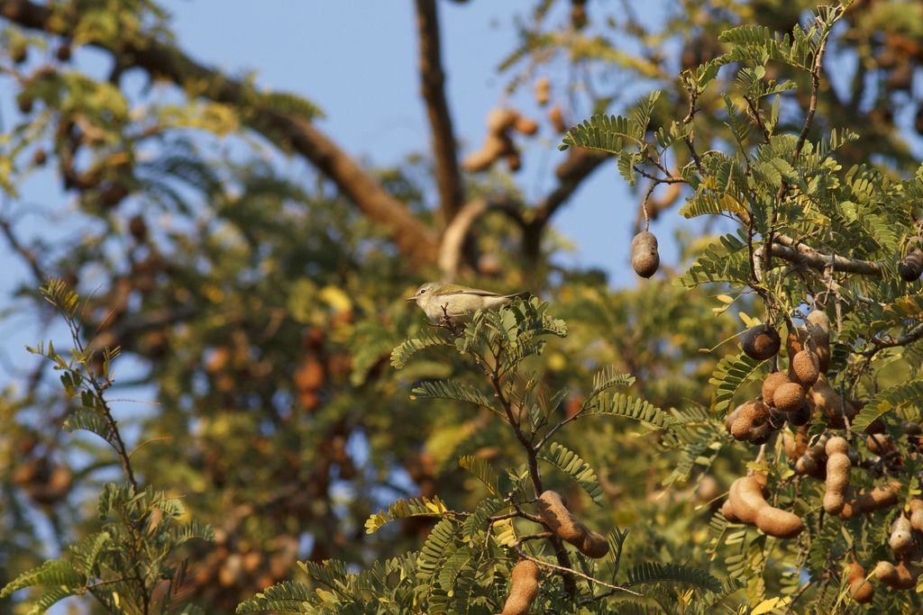 Tennessee Warbler from ciudad del carmen on May 3, 2015 by Iván Roca ...