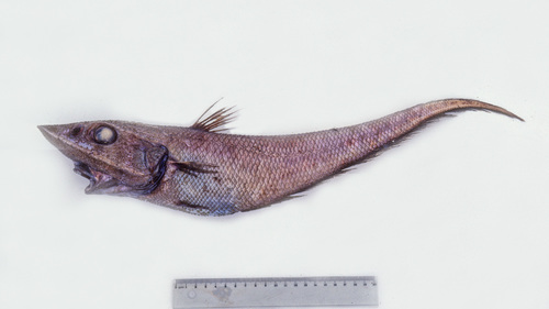 Coelorinchus kermadecus · NaturaLista Colombia
