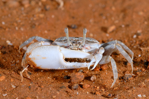 Uca inversa · iNaturalist Mexico