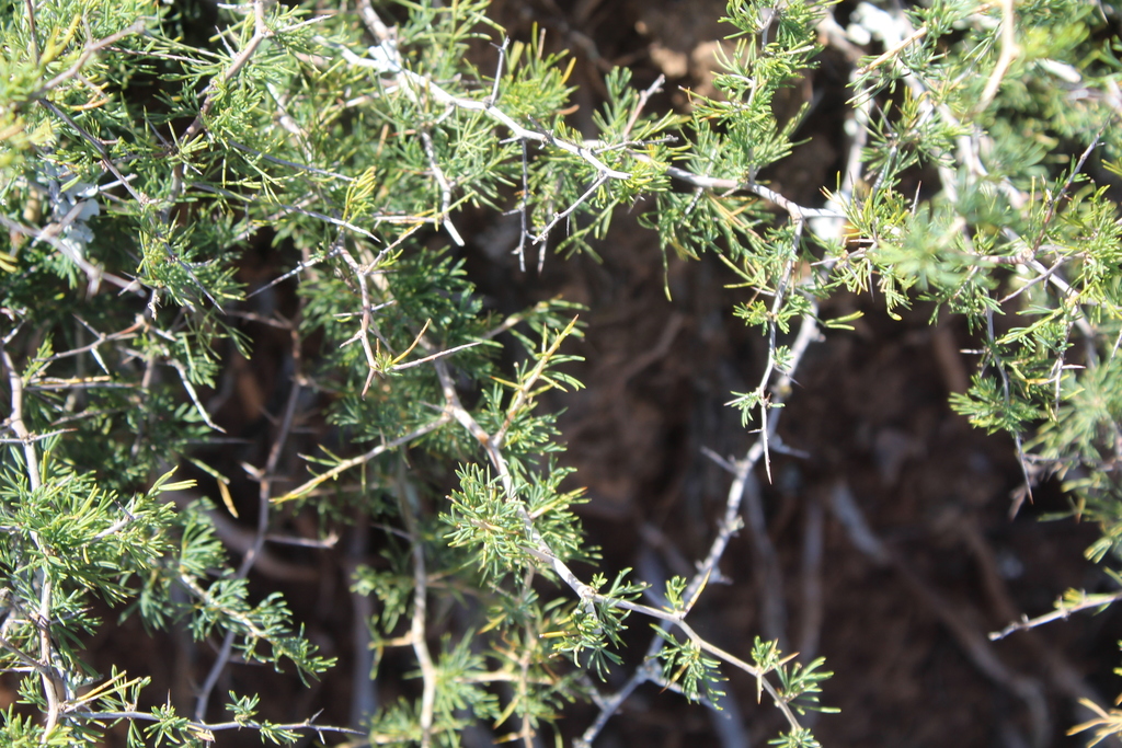 Catthorn Asparagus from Western District, South Africa on February 9 ...