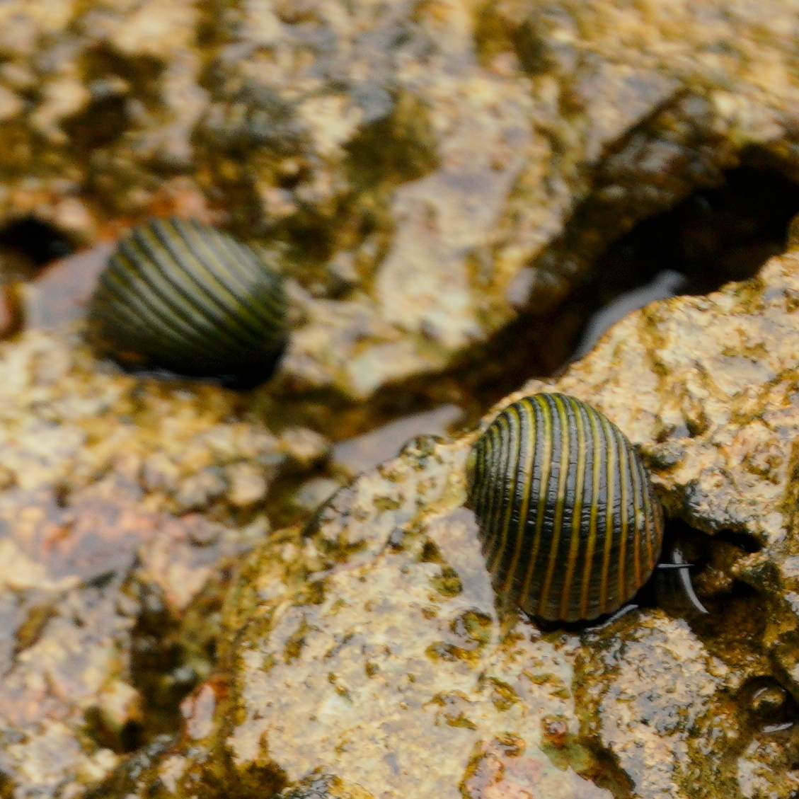 Nerita costata Gmelin, 1791