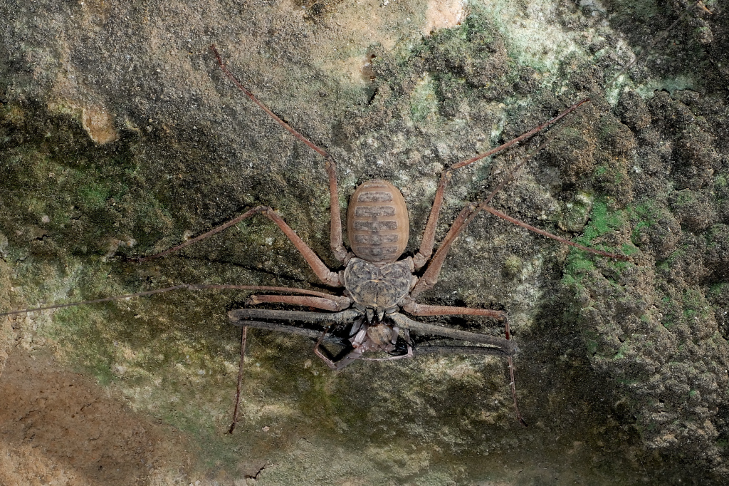 Phrynichus deflersi in January 2008 by Roberto Sindaco · iNaturalist
