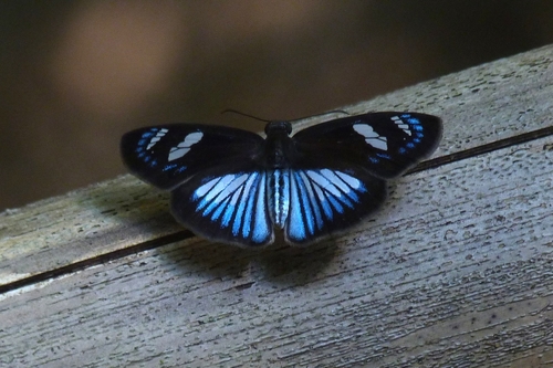 Pythonides jovianus (Borboletas de Rio Claro, SP/Butterflies of Rio Claro, SP) · BioDiversity4All