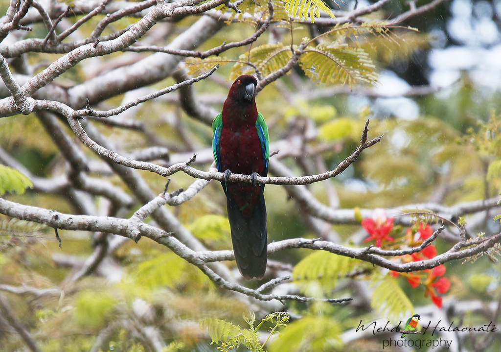 Red Shining-Parrot from Taveuni, Fiji on November 08, 2015 at 10:25 AM ...