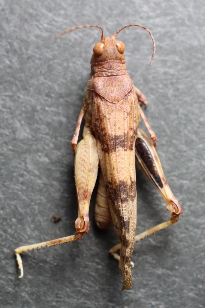 Sphingonotus mongolicus from Chifeng, CN-NM, CN on July 29, 2021 at 11: ...