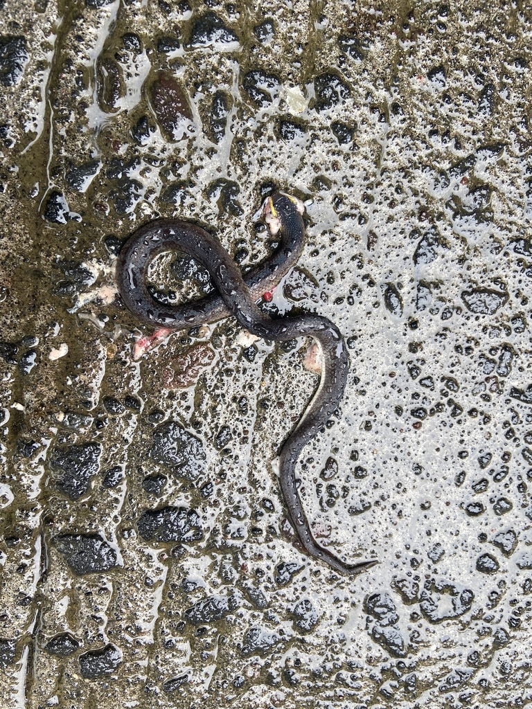 Philippine Shrub Snake from Luzon, Sorsogon City, Sorsogon, PH on ...