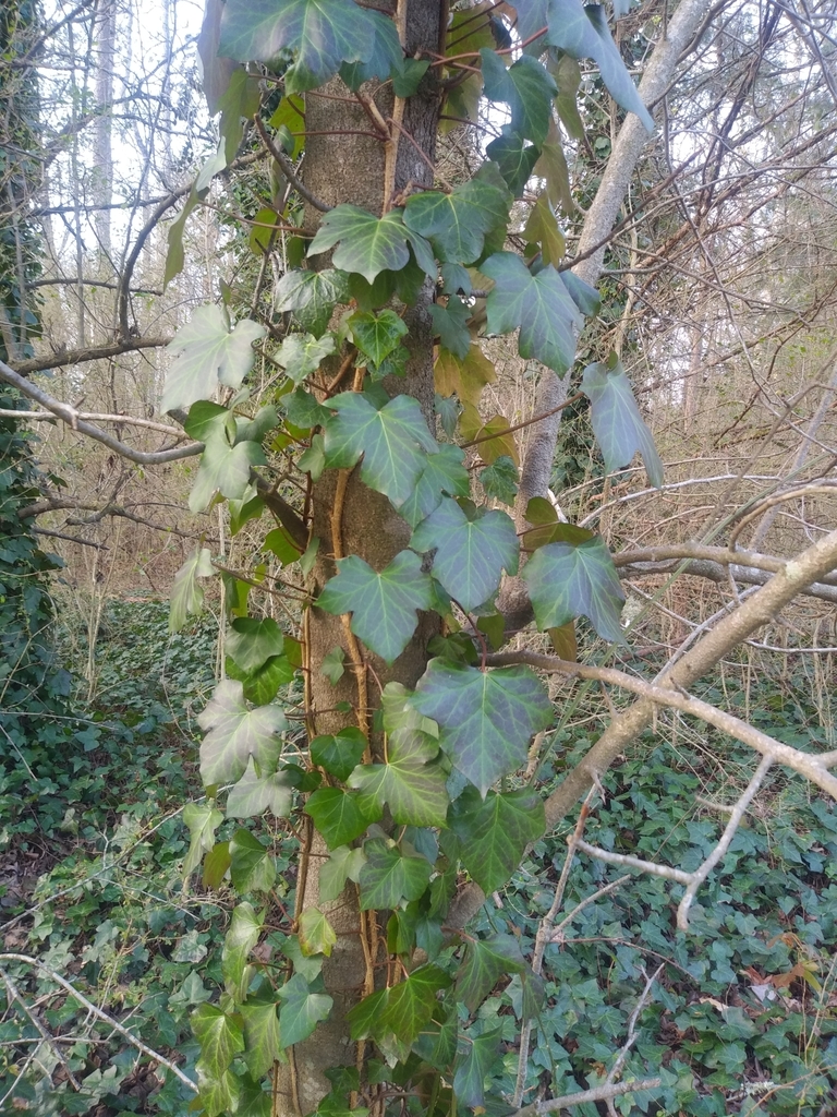 common ivy from Snellville, GA 30039, USA on February 21, 2022 at 08:30 ...