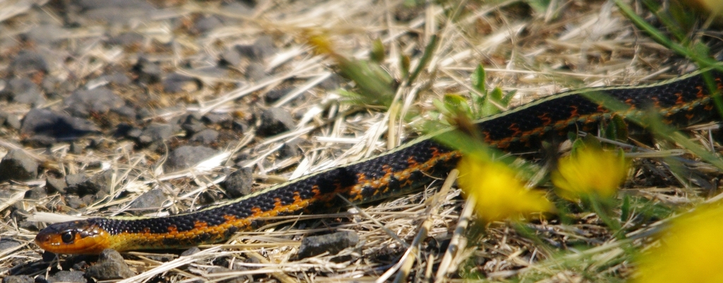 Red-spotted Garter Snake from Benton County, OR, USA on June 24, 2018 ...