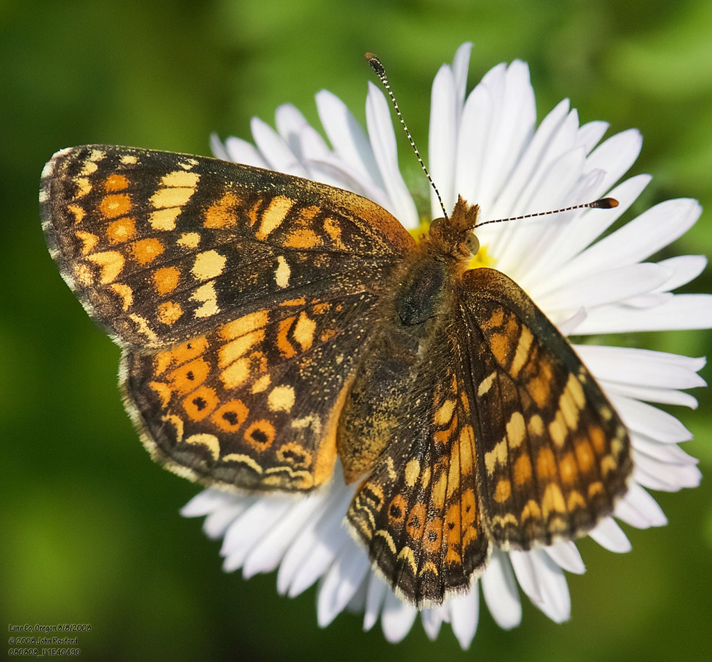 Field Crescent from Lane, Oregon, United States on August 08, 2008 at ...