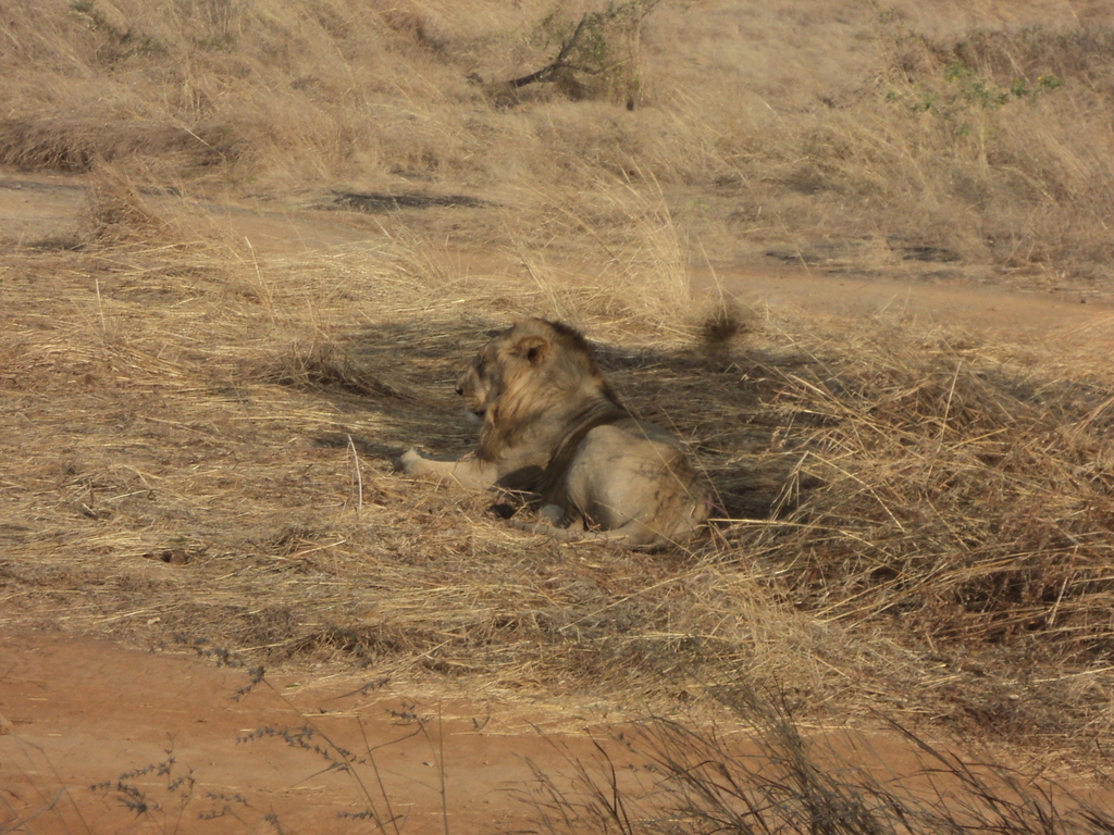 Northern Lion in December 2021 by jasonnaturalist · iNaturalist