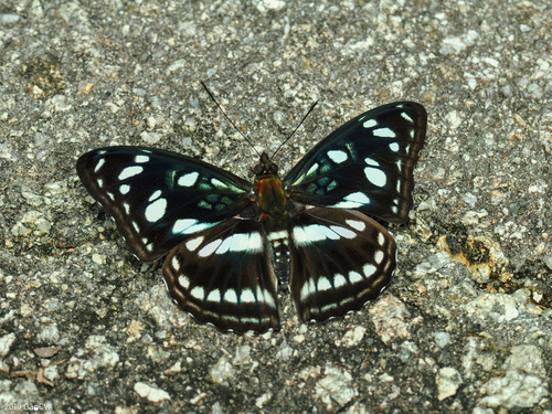 Lesser Cell-streak Sergeant (Athyma matanga) · iNaturalist